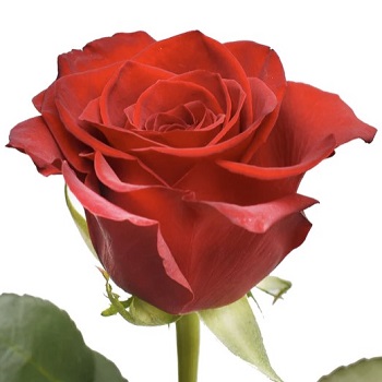 Rose - Freedom 50cm - $51.43 : Reno Wholesale Flowers, Flower Market ...